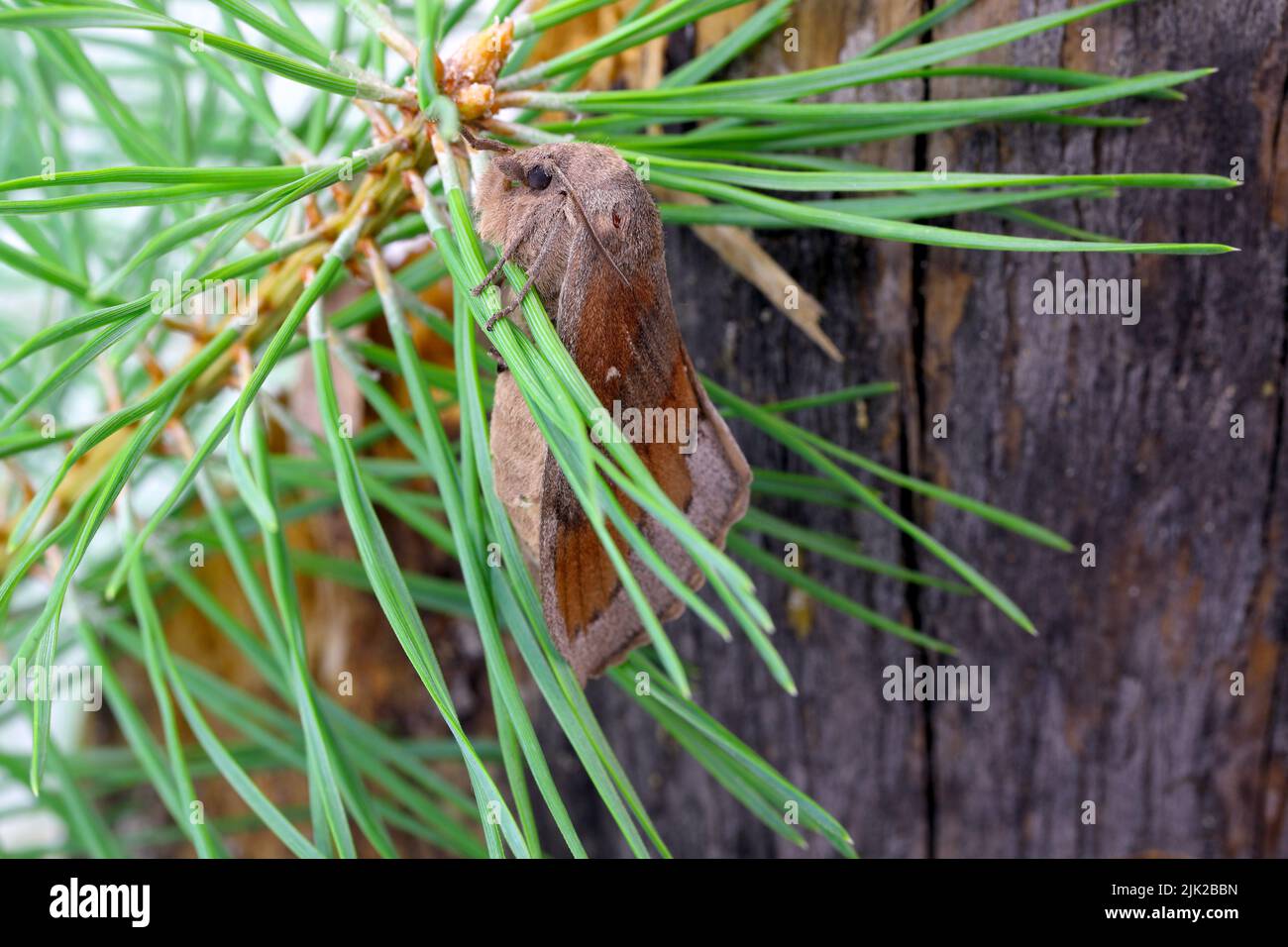 Pine tree Lappet Moth (Dendrolimus pini), female Stock Photo - Alamy