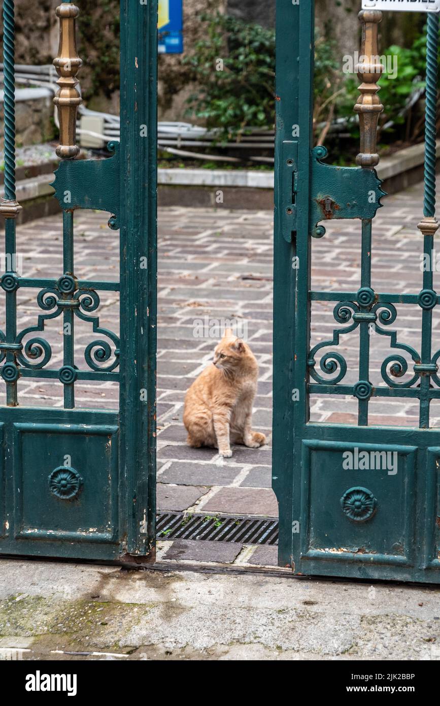 A cat in the town of Amalfi, Southern Italy Stock Photo - Alamy