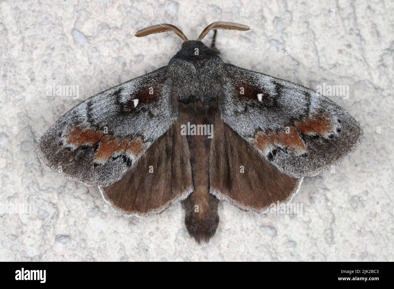 Pine tree Lappet Moth (Dendrolimus pini), male Stock Photo - Alamy
