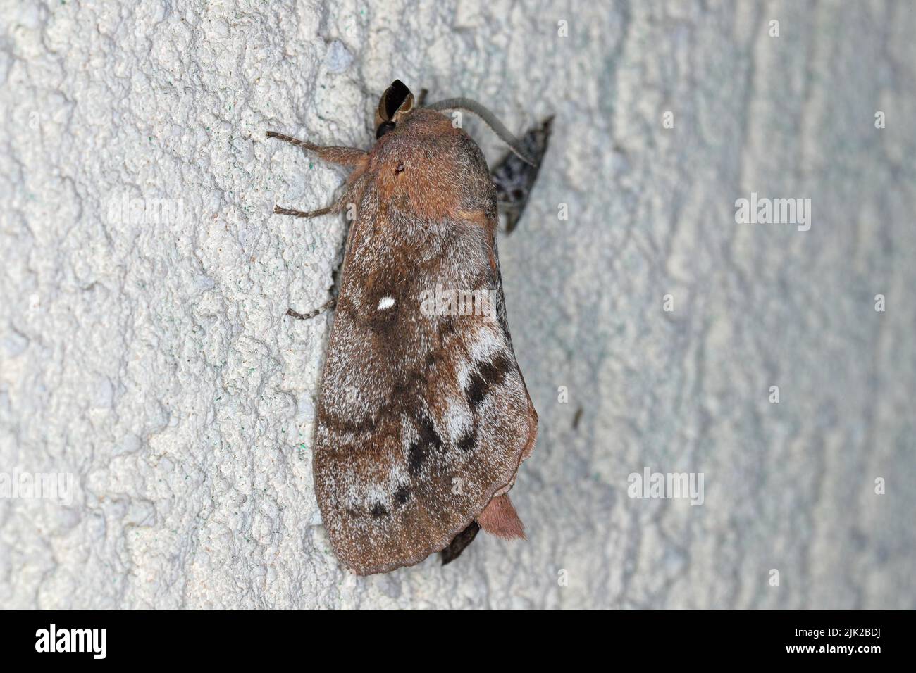 Pine tree Lappet Moth (Dendrolimus pini), male Stock Photo - Alamy
