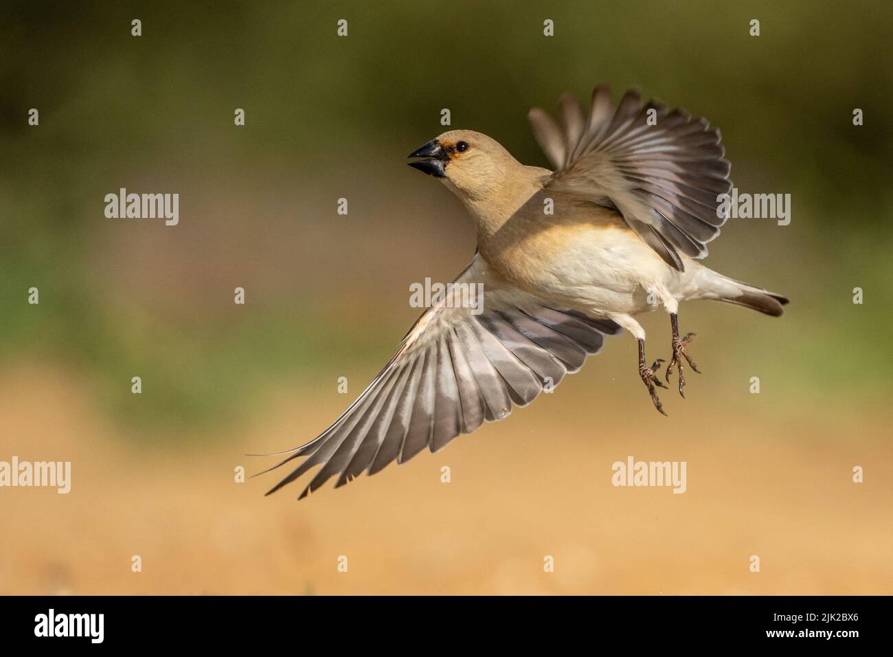 Desert finch (Rhodospiza obsoleta Stock Photo - Alamy