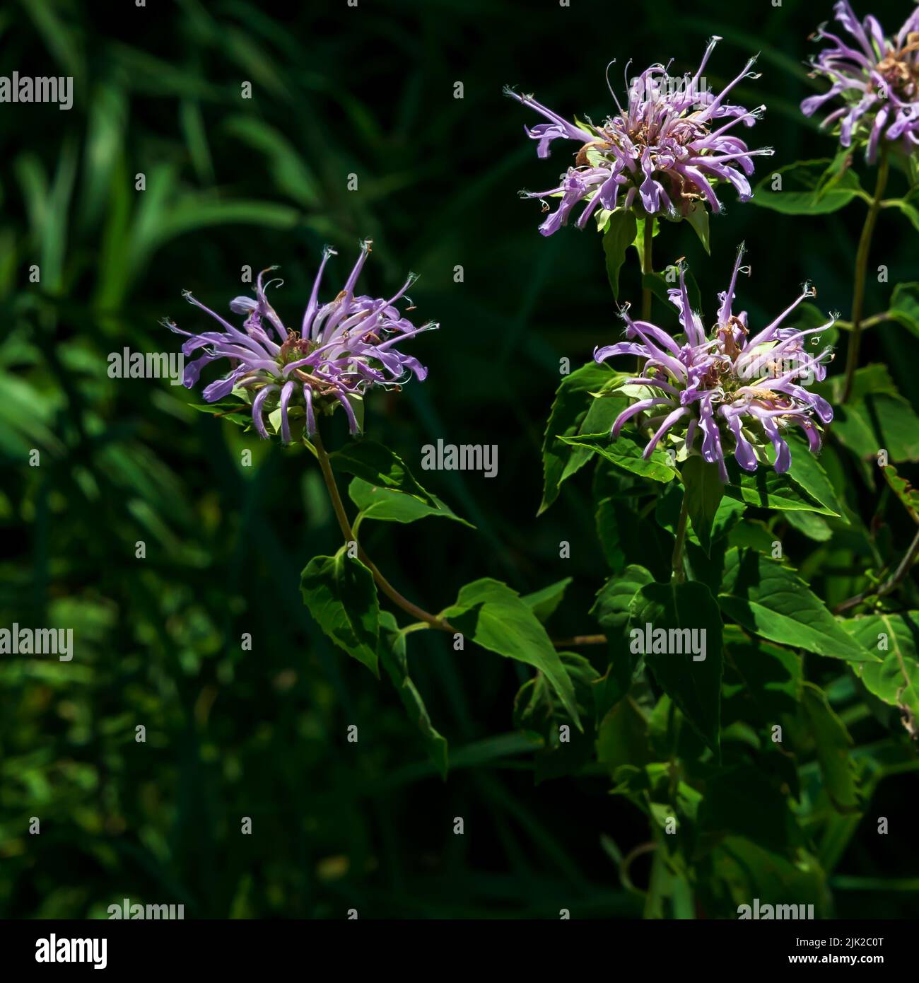 Balm flower hi-res stock photography and images - Alamy
