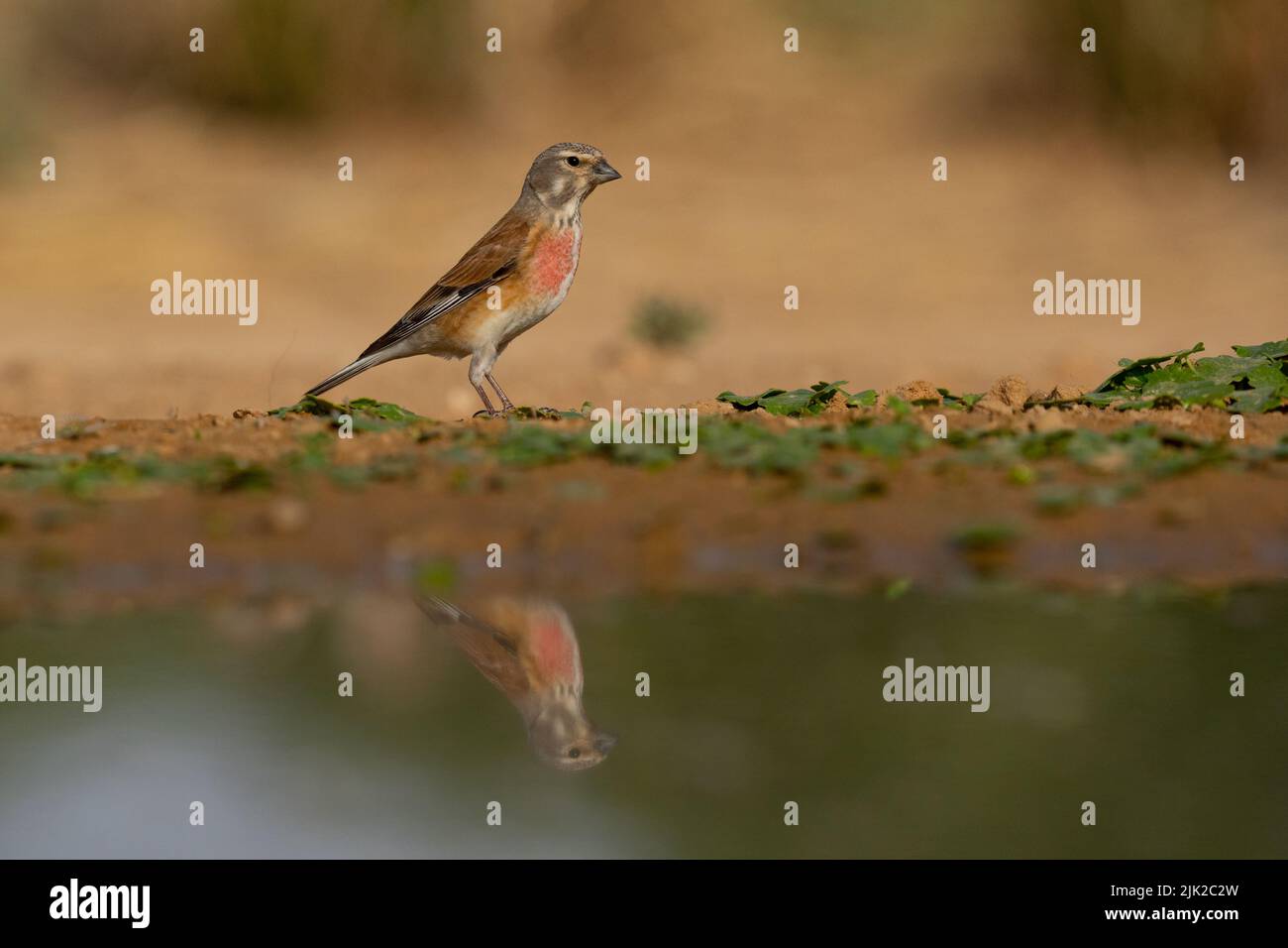 Wings linnet hi-res stock photography and images - Alamy
