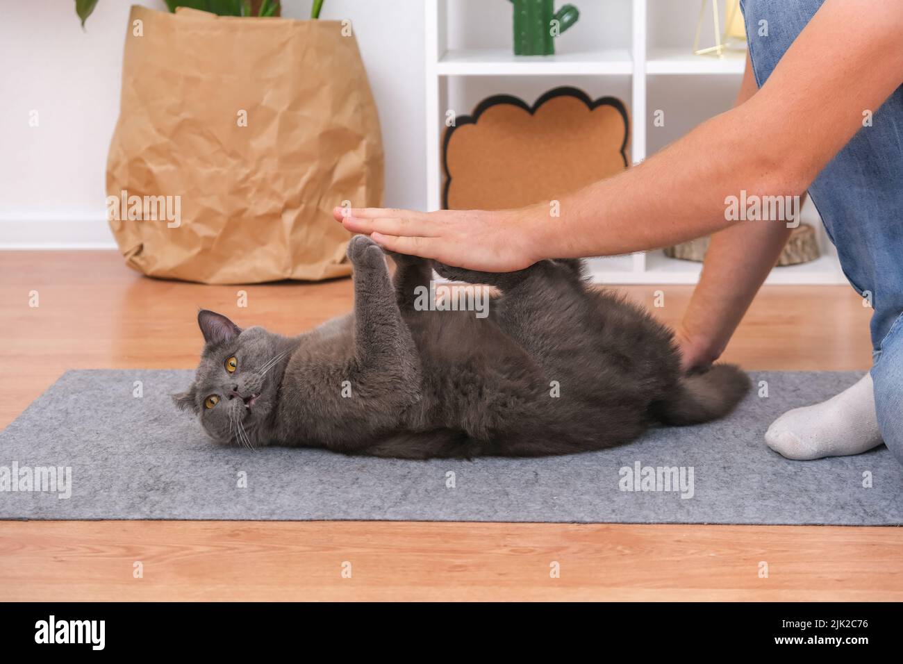 A man plays with his hands with a gray cat chartreuse. Dangerous games ...