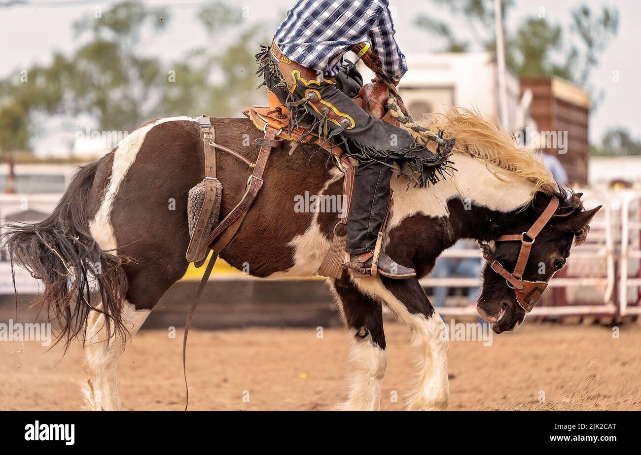 Cowboy riding a bucking bronc at a country rodeo Australia Stock Photo ...