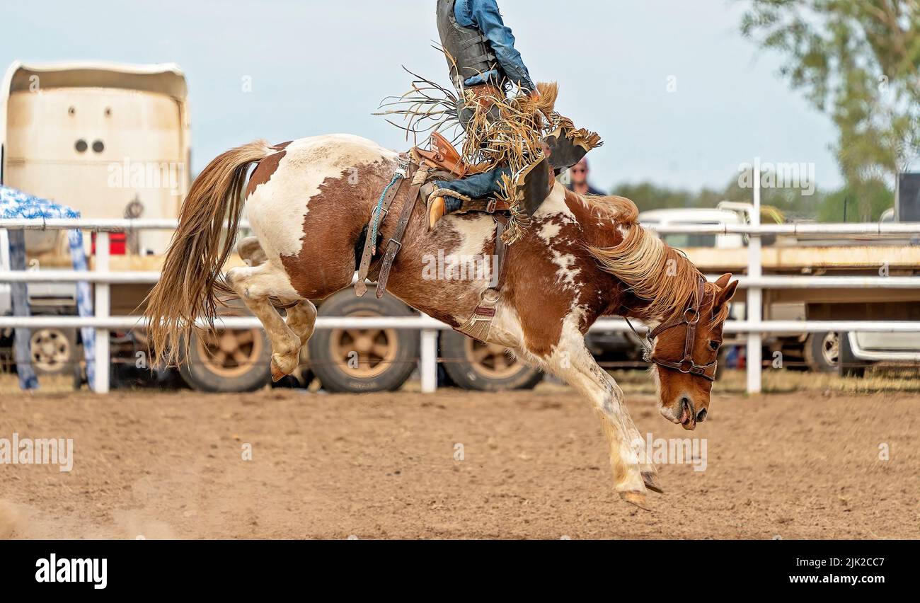 Cowboy riding a bucking bronc at a country rodeo Australia Stock Photo ...