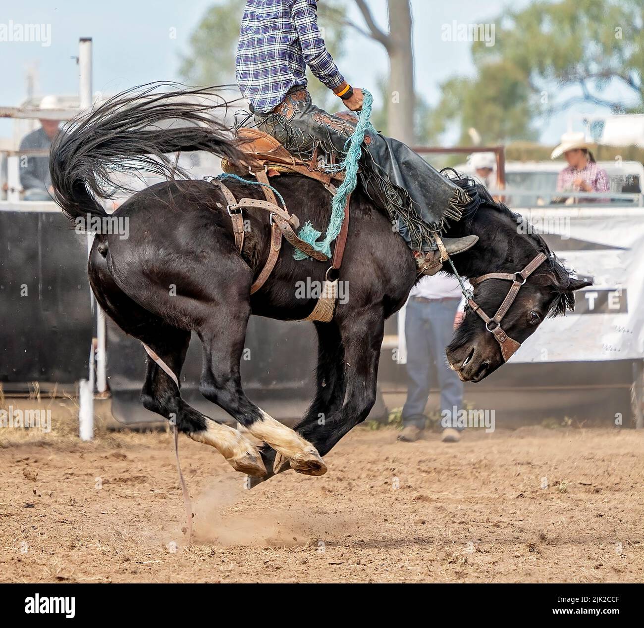 Cowboy riding a bucking bronc at a country rodeo Australia Stock Photo ...