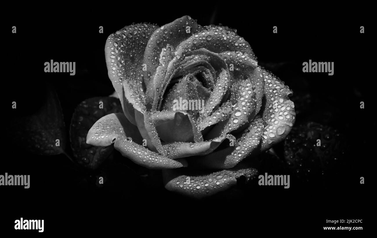 Rainy flower Black and White Stock Photos & Images - Alamy