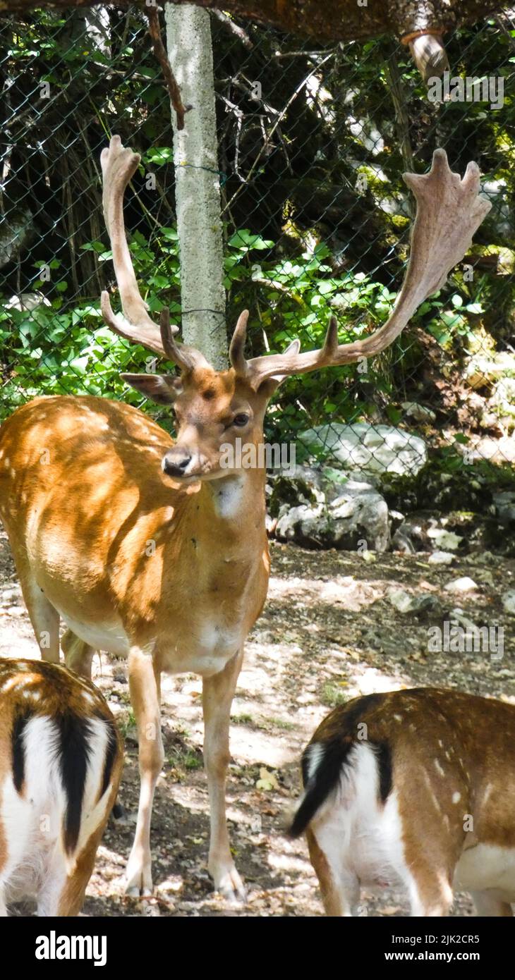 Portrait of deer in the nature close details Stock Photo - Alamy