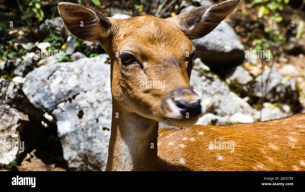 Portrait of deer in the nature close details Stock Photo - Alamy