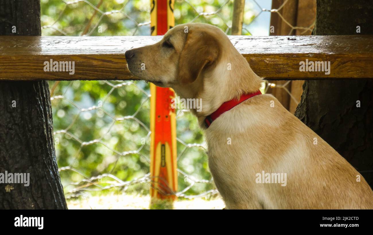 Golden Labrador Retriever puppy looking sad and sitting Stock Photo - Alamy
