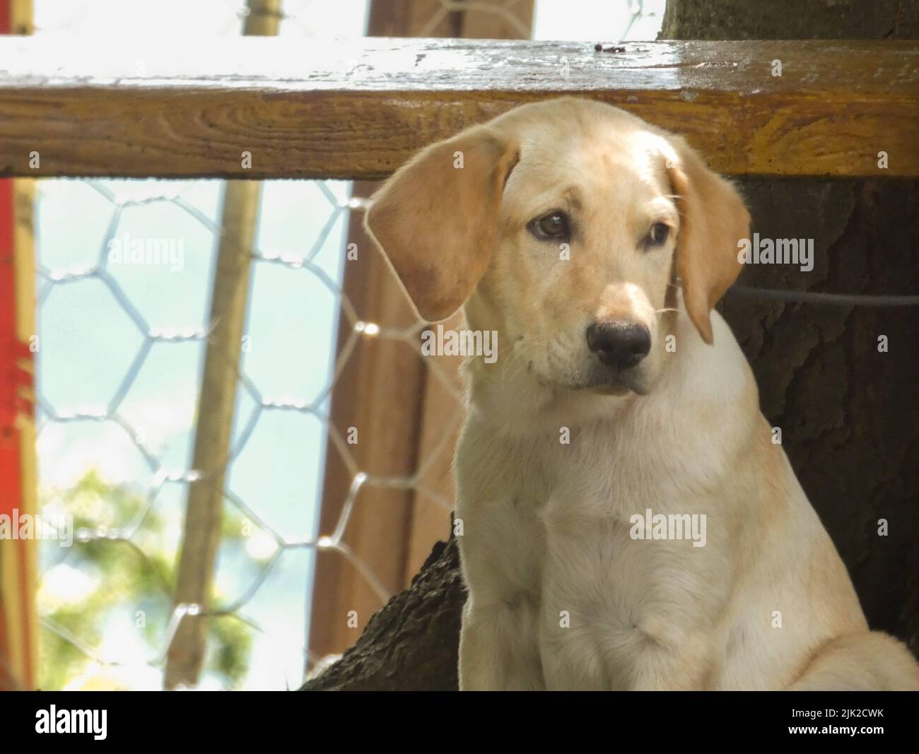 Golden Labrador Retriever puppy looking sad and sitting Stock Photo - Alamy