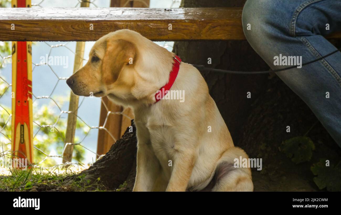 Golden Labrador Retriever puppy looking sad and sitting Stock Photo - Alamy