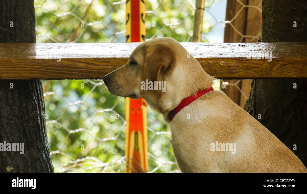 Golden Labrador Retriever puppy looking sad and sitting Stock Photo - Alamy