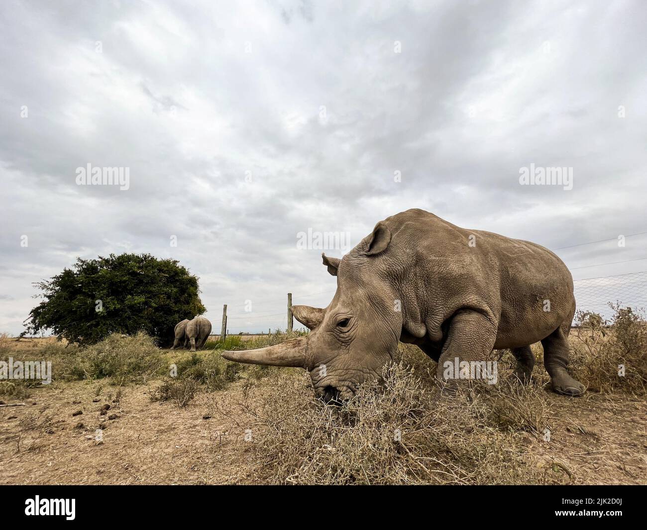 Najin northern white rhino hi-res stock photography and images - Alamy