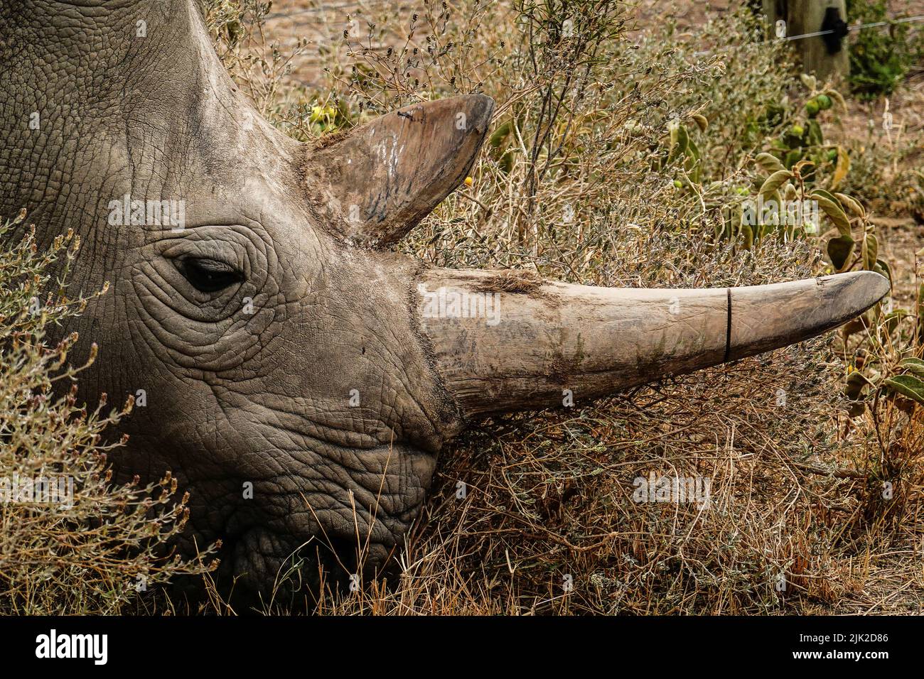 Najin northern white rhino hi-res stock photography and images - Alamy