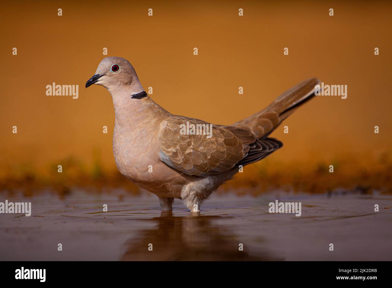Eurasian collared dove Stock Photo - Alamy