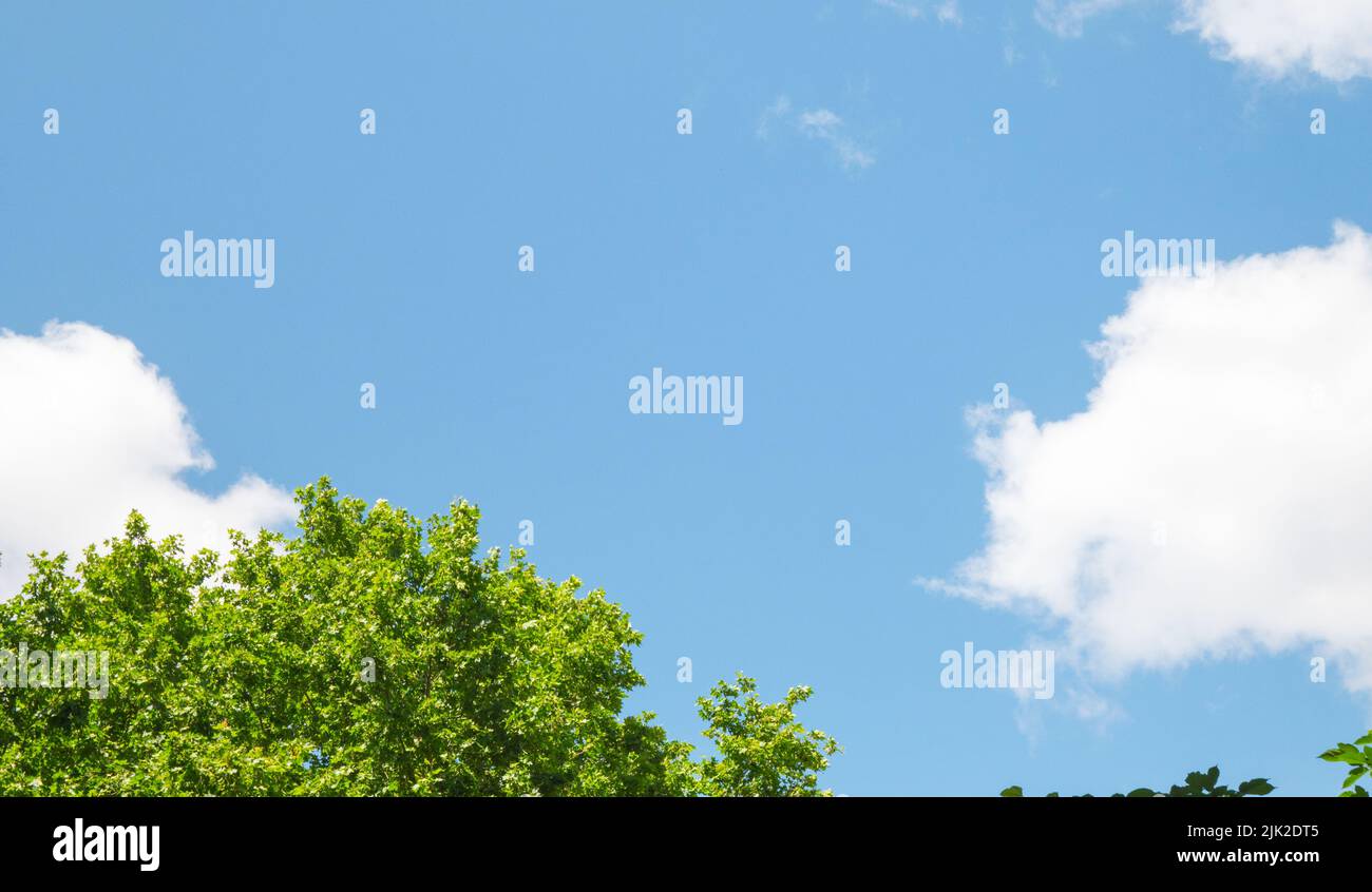 Green leaves on the background of the clear blue sky under bright ...