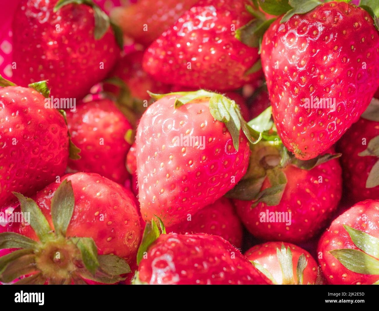 many red ripe strawberries with green stalks - background Stock Photo ...