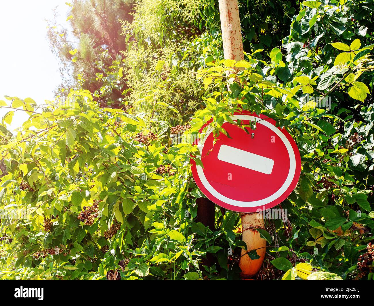 Tree blocking sign hi-res stock photography and images - Alamy