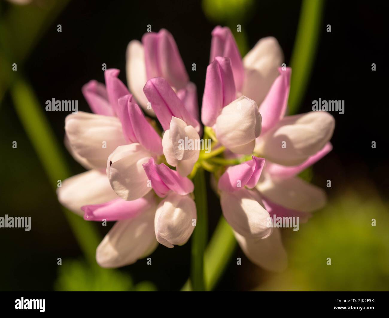 White crownvetch hi-res stock photography and images - Alamy
