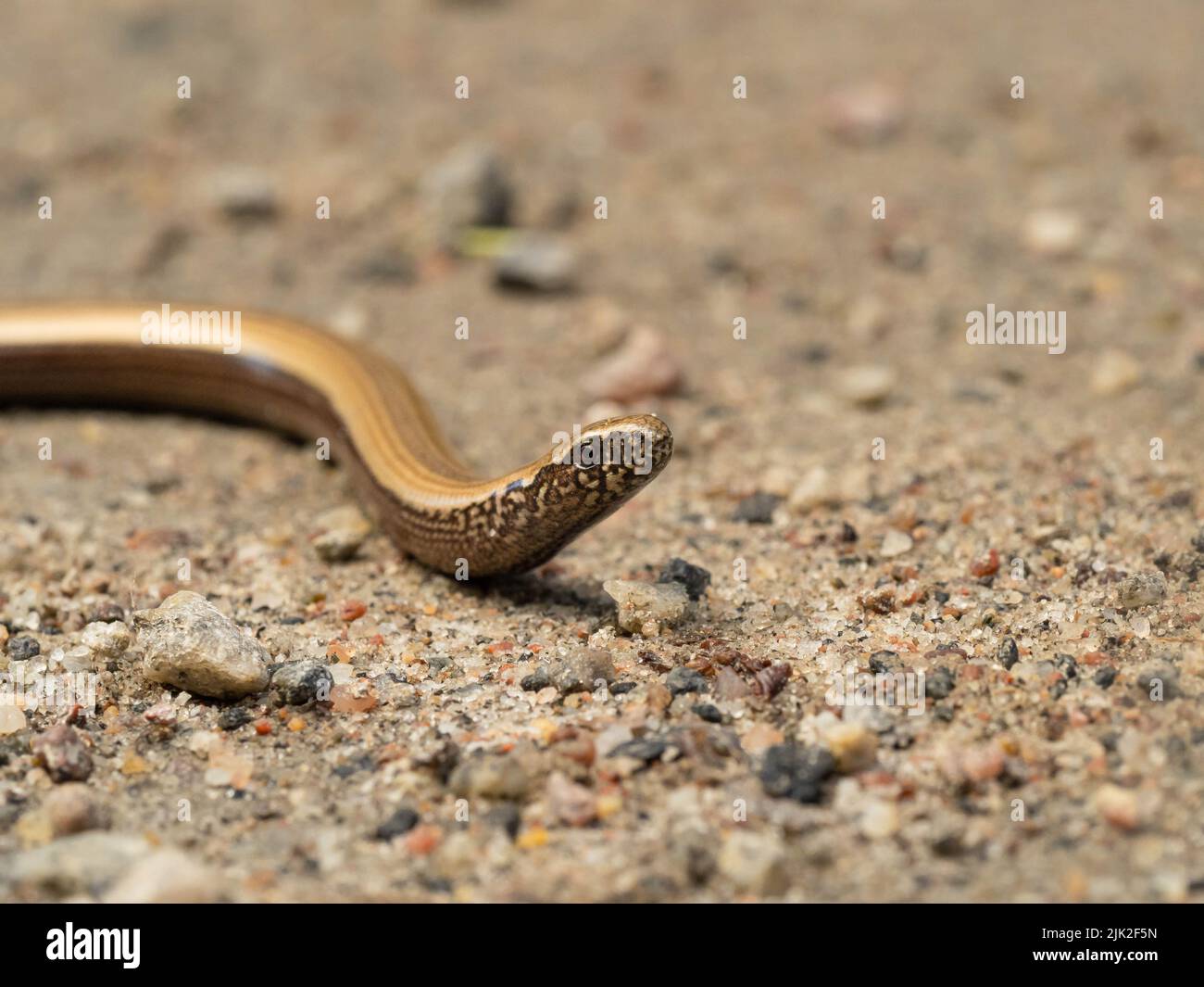 Copper serpent hi-res stock photography and images - Alamy