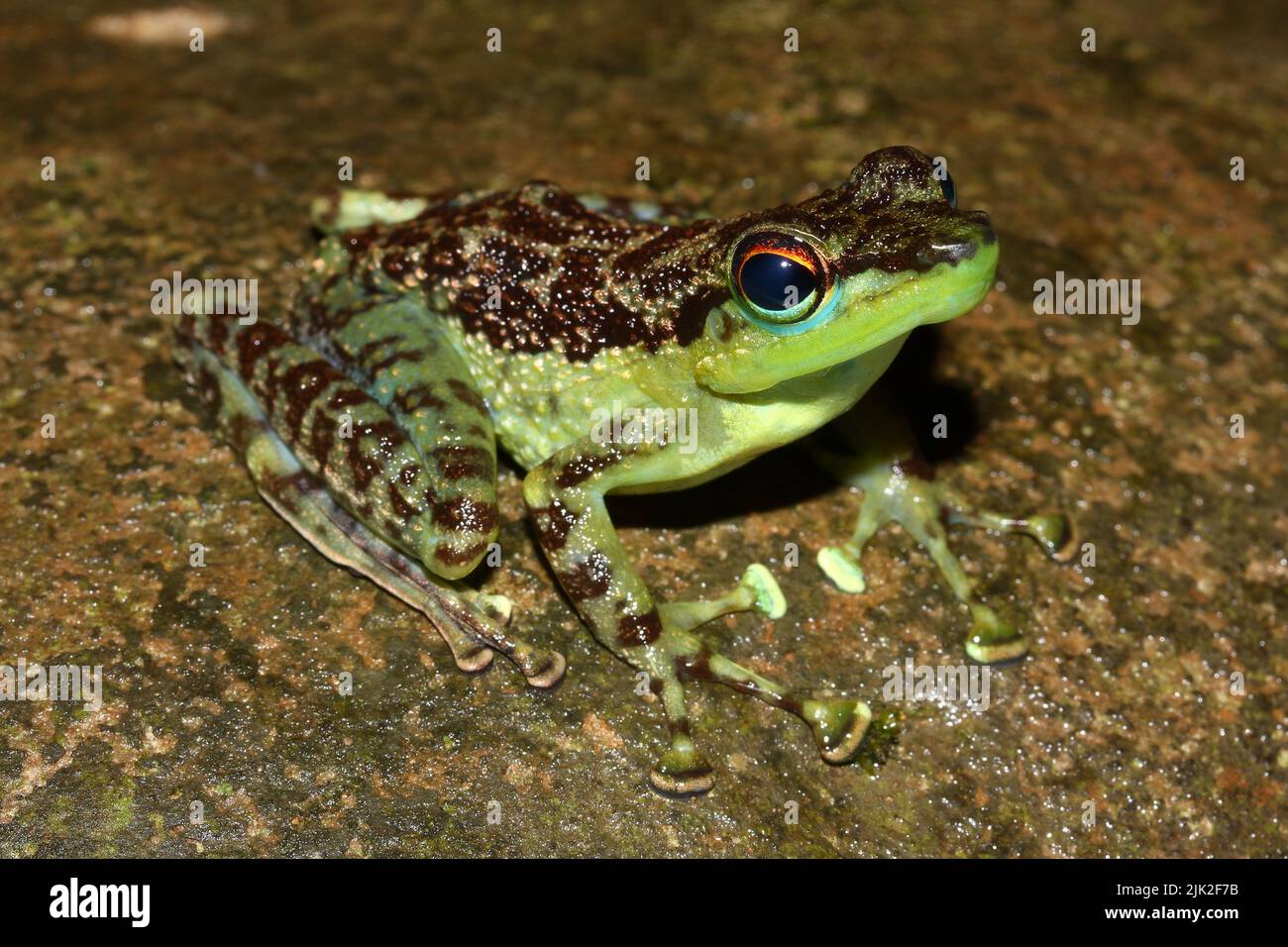 Black-spotted Rock Frog (Staurois guttatus) in natural habitat, Brunei ...