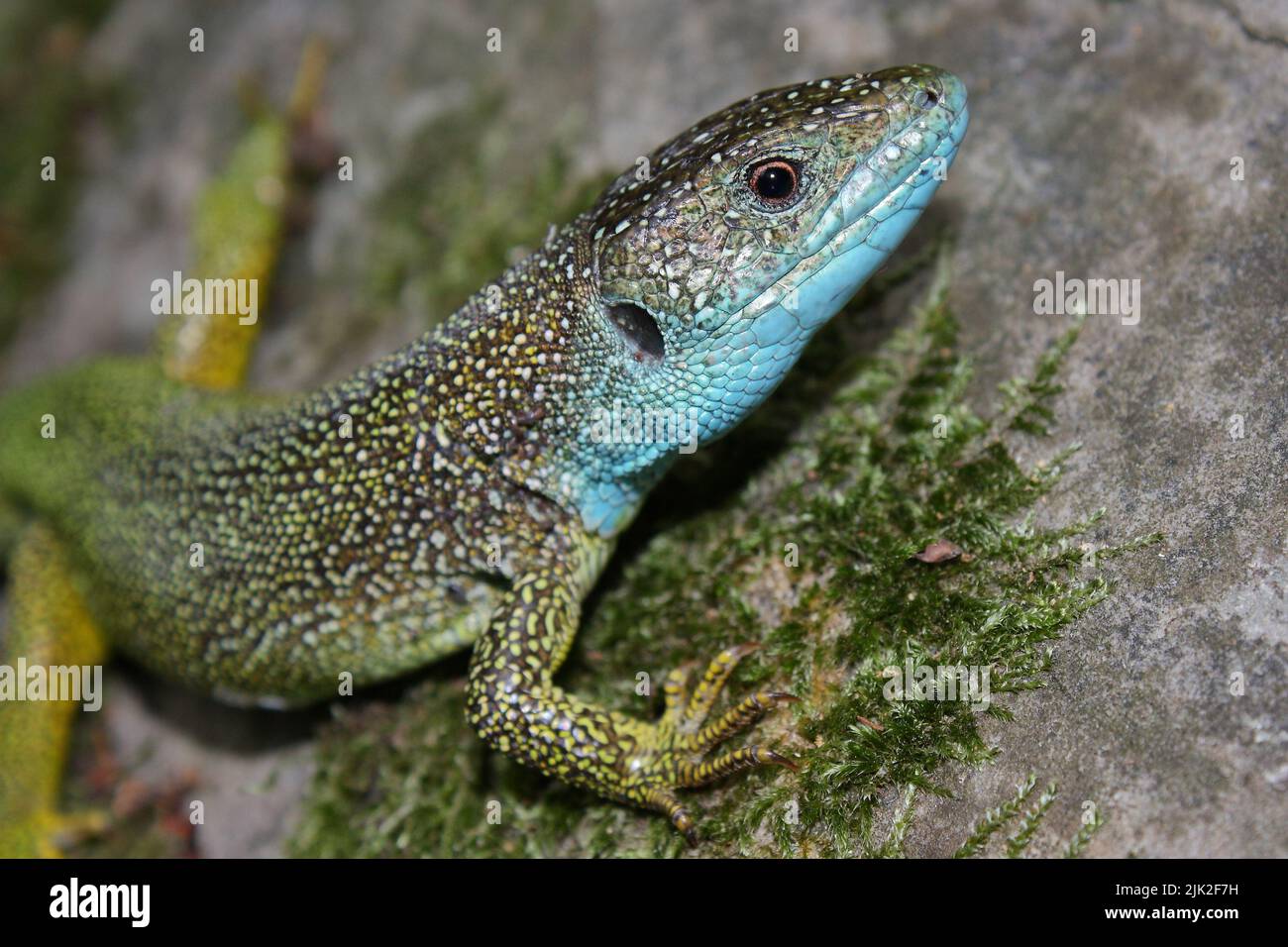 European green lizard (Lacerta viridis) in natural habitat Stock Photo ...