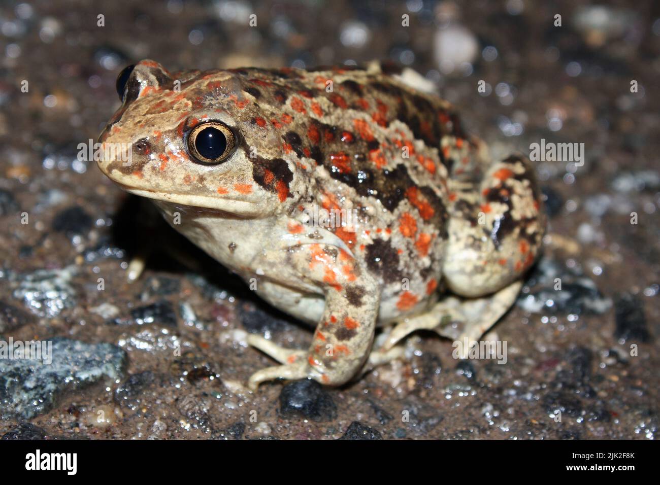 The common spadefoot toad (Pelobates fuscus) on the road Stock Photo ...