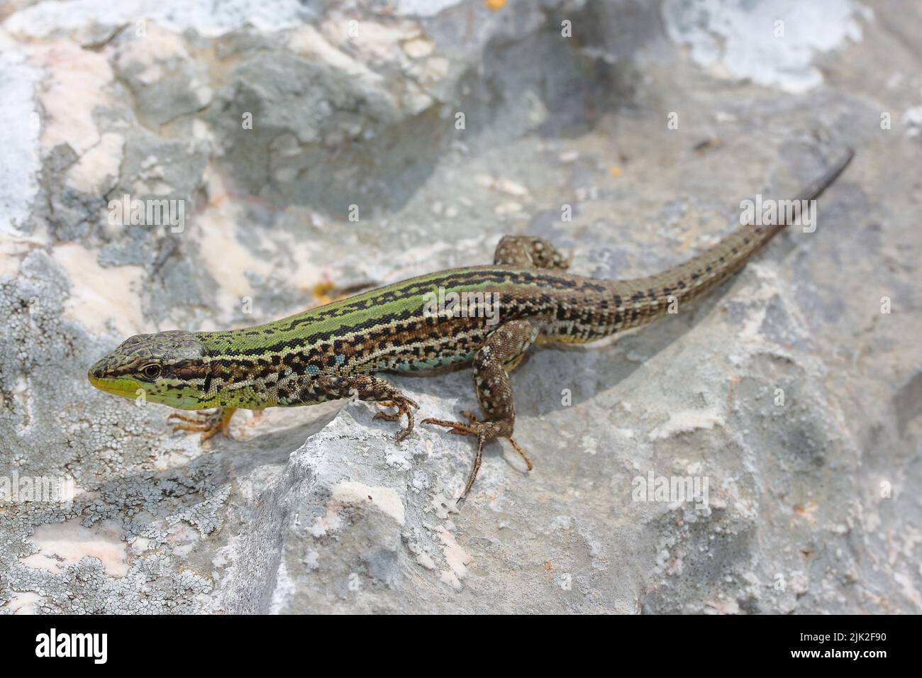Wall lizard in its habitat hi-res stock photography and images - Alamy