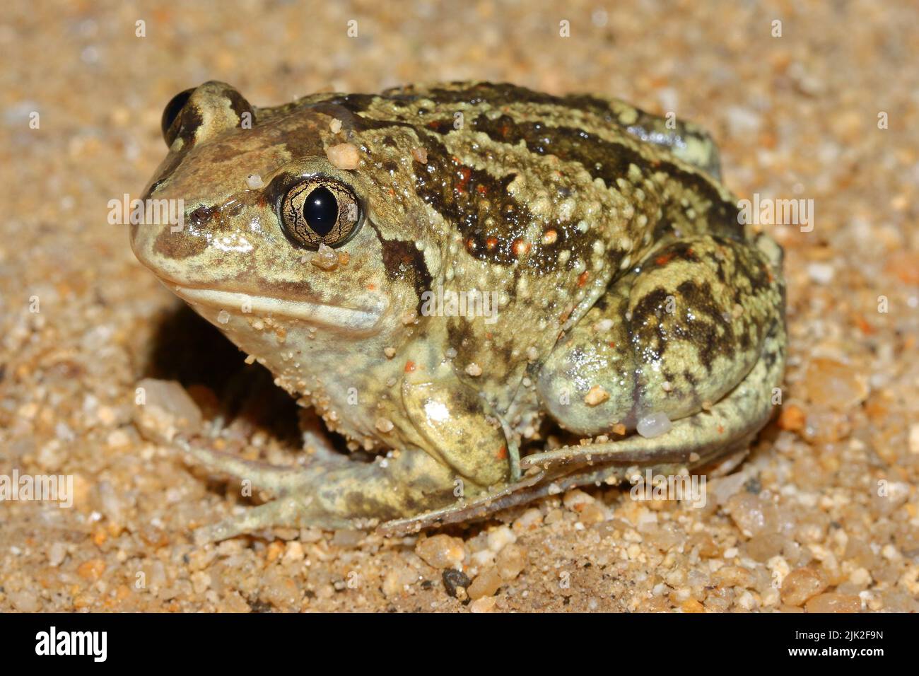 Common spadefoot toad (Pelobates fuscus) in a natural habitat Stock ...