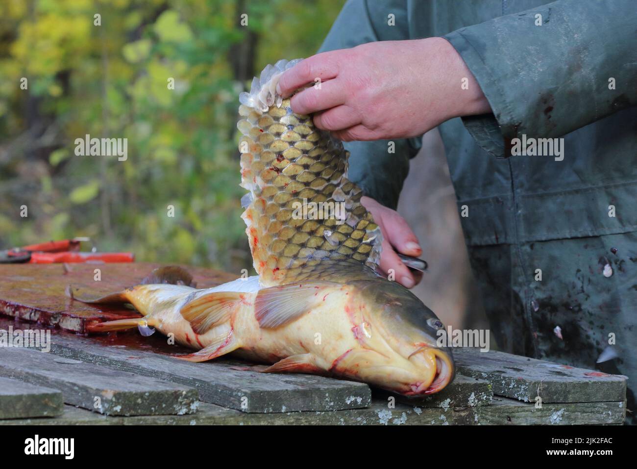 fisherman pulls scales from carp during fishing pond, preparing fish ...
