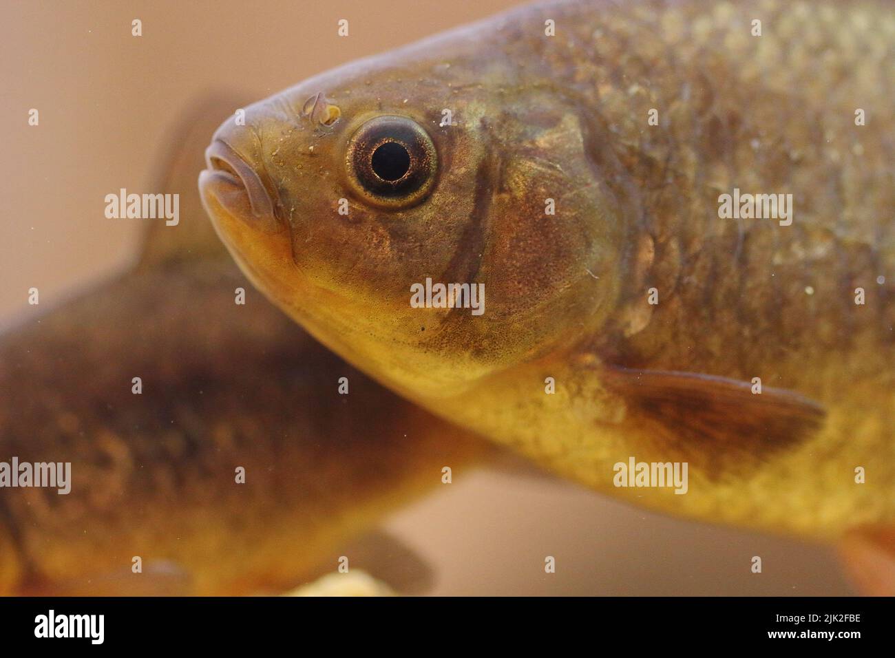 The crucian carp (Carassius carassius) in an underwater habitat Stock ...