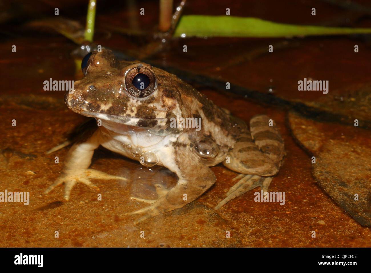 Fanged frogs hi-res stock photography and images - Alamy