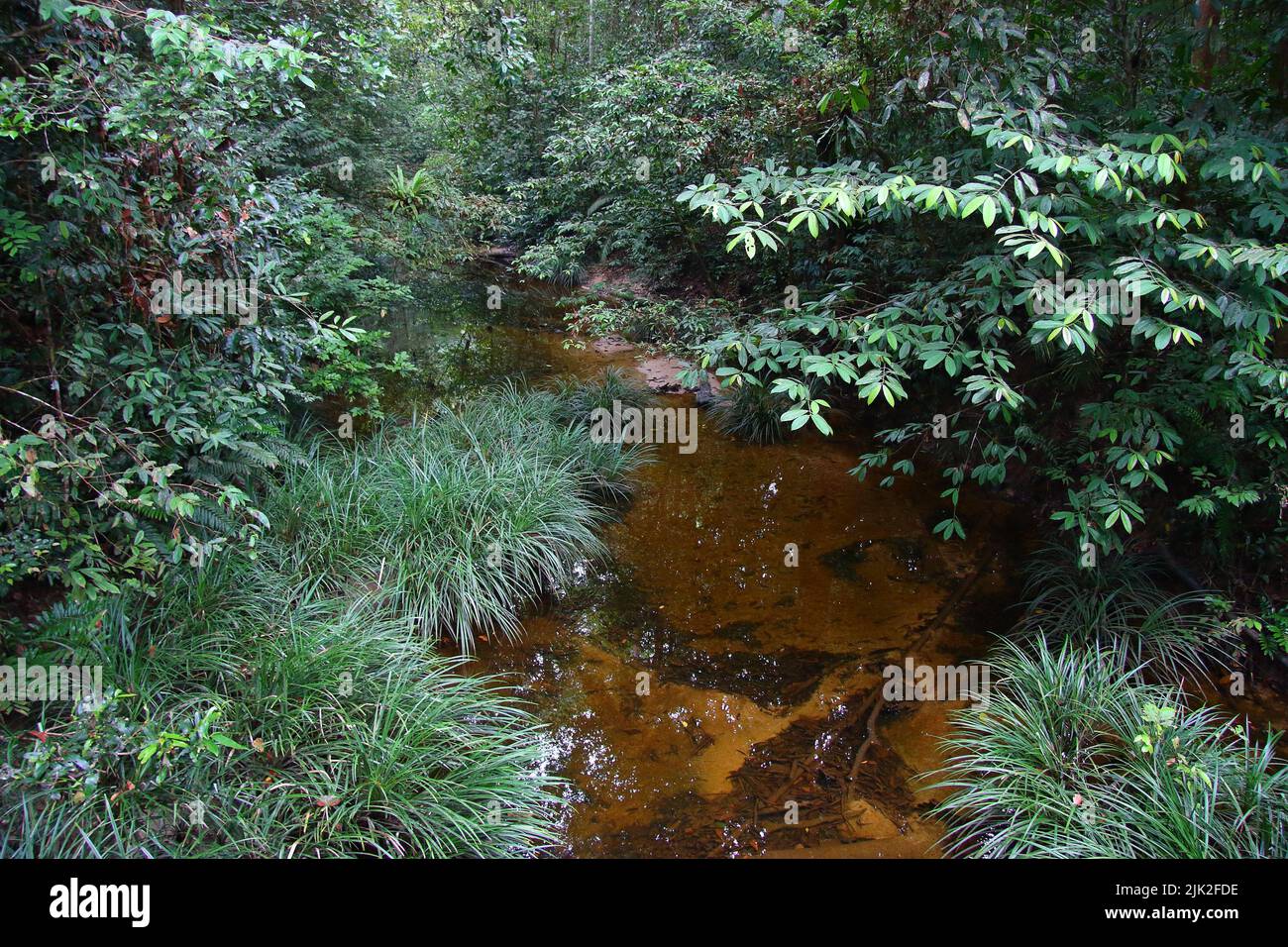 Interior of primary rain forest with stream in Kubah National Park ...