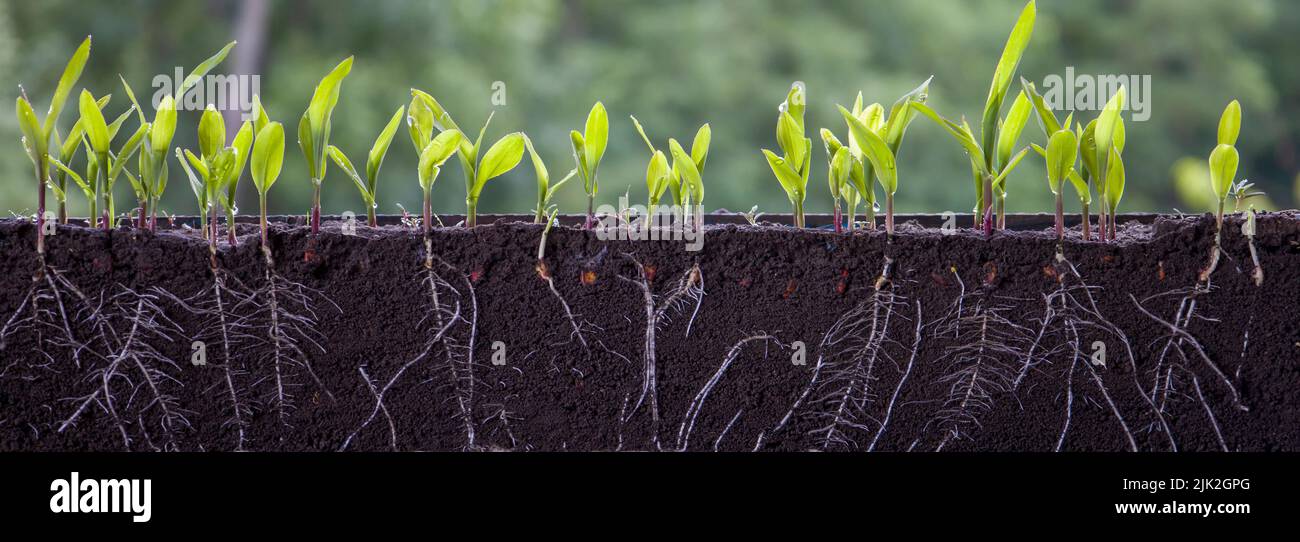 Fresh green corn plants with roots Stock Photo - Alamy