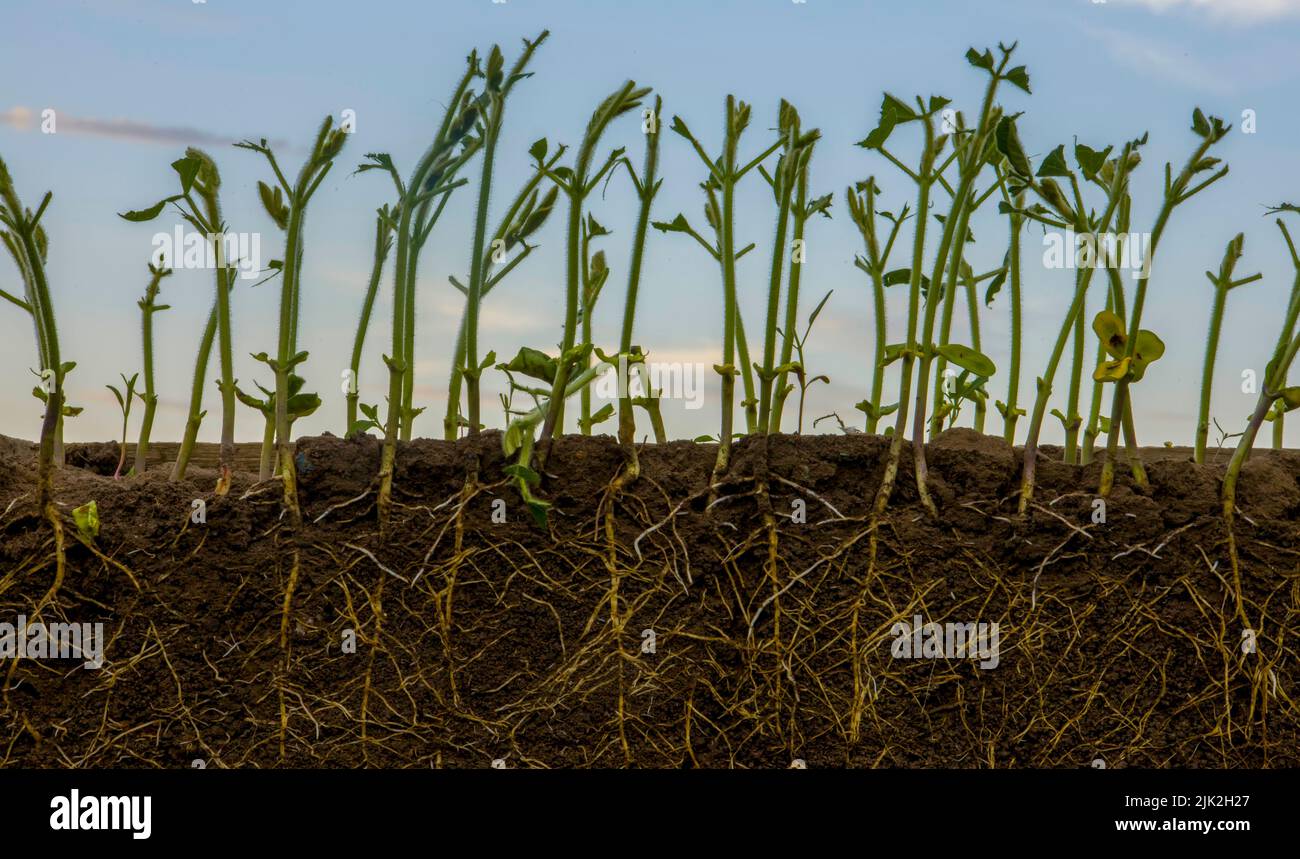 Seeds shoots genetically modified hi-res stock photography and images ...