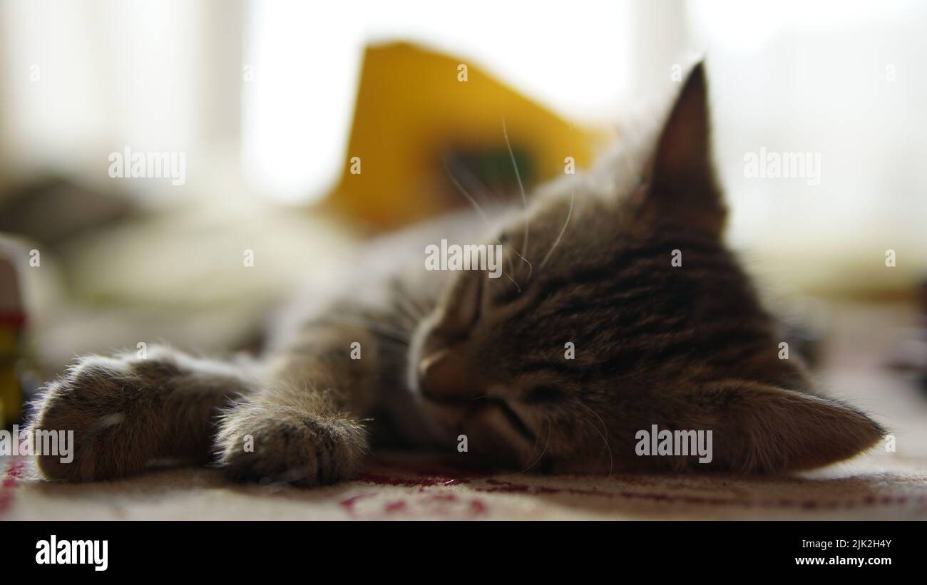 Tired kitty hi-res stock photography and images - Alamy
