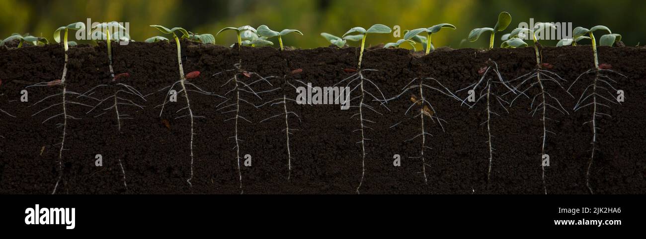 Young cucumber plants with roots Stock Photo - Alamy