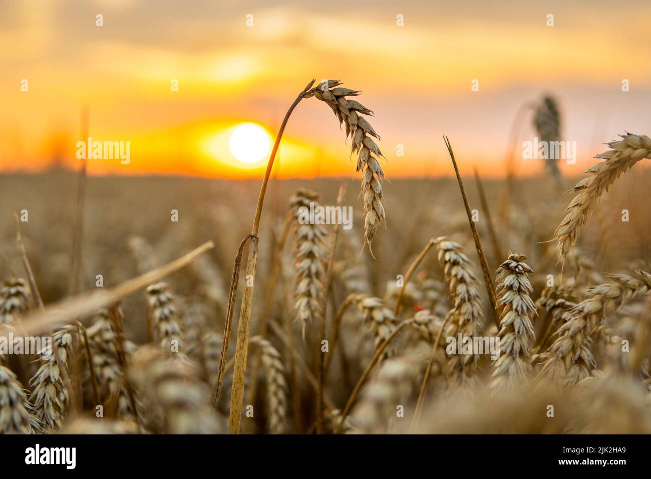 Golden wheat field at sunset. Harvest scenery in the countryside ...