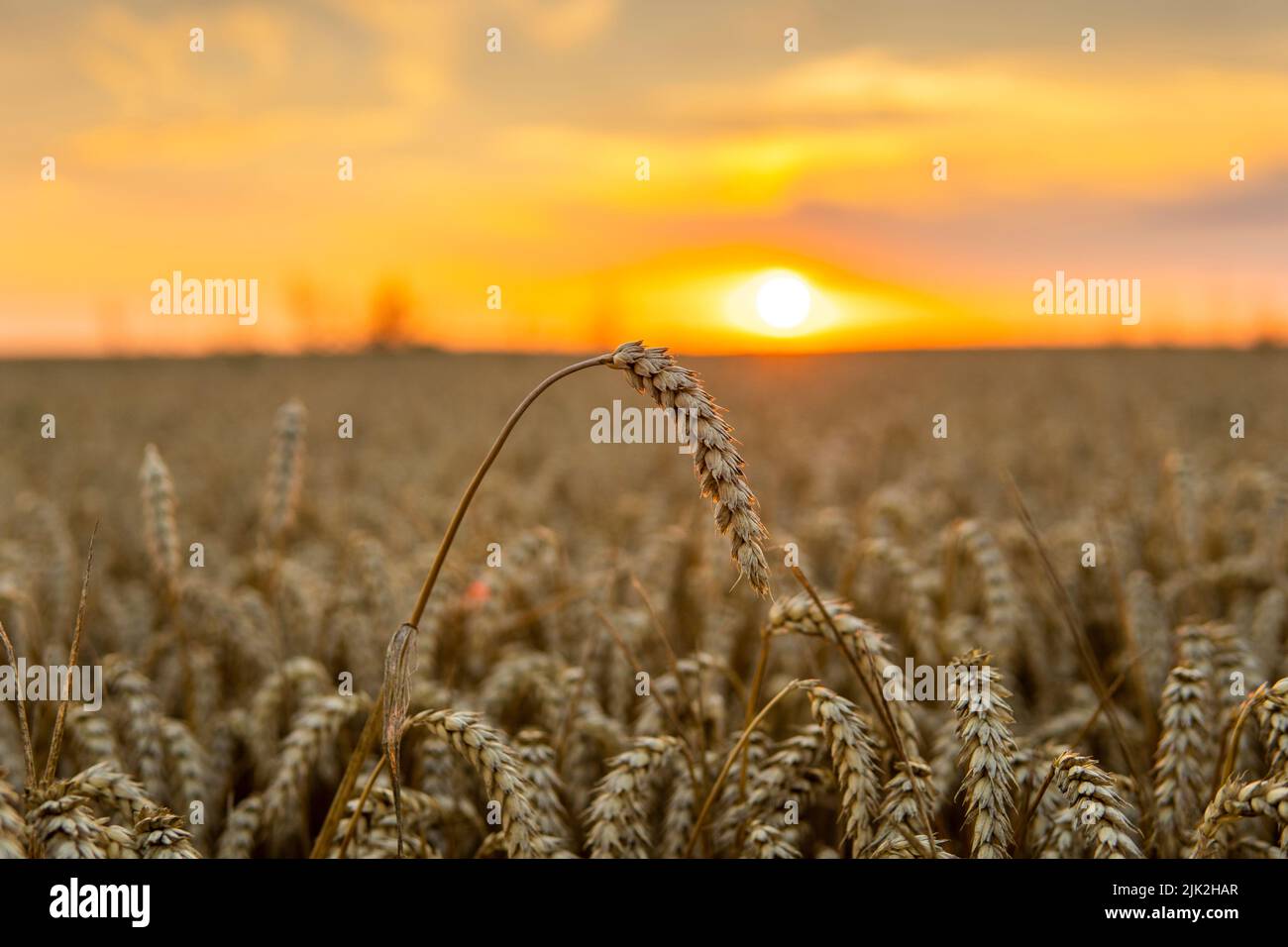 Scenic view at beautiful summer sunset in a wheaten field with golden ...