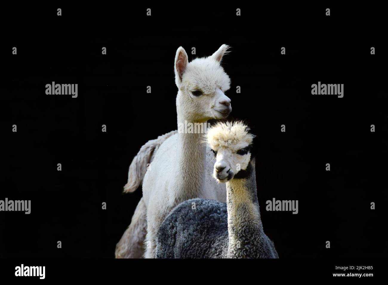Two Alpacas, an adult and a juvenile Stock Photo - Alamy