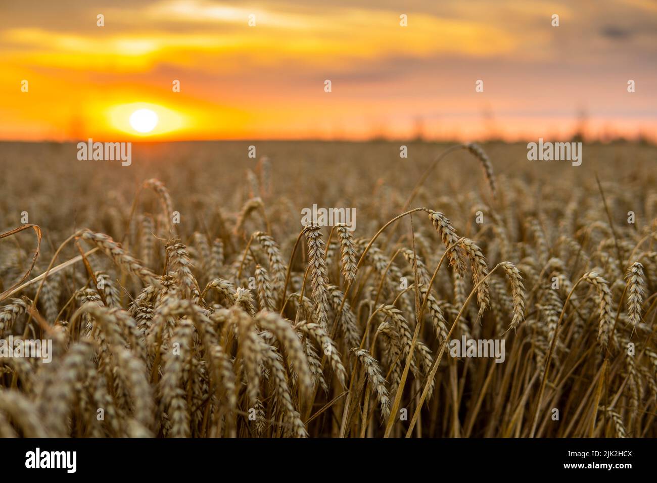 Golden wheat field at sunset. Harvest scenery in the countryside ...