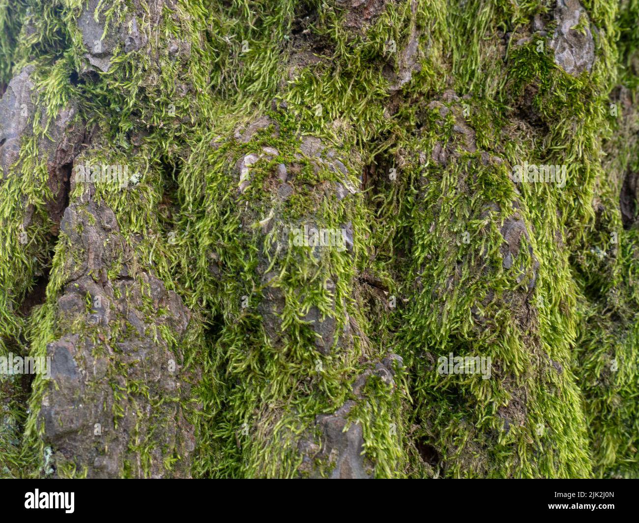 Structure of tree bark in moss. Uneven coverage. Moss on the tree ...