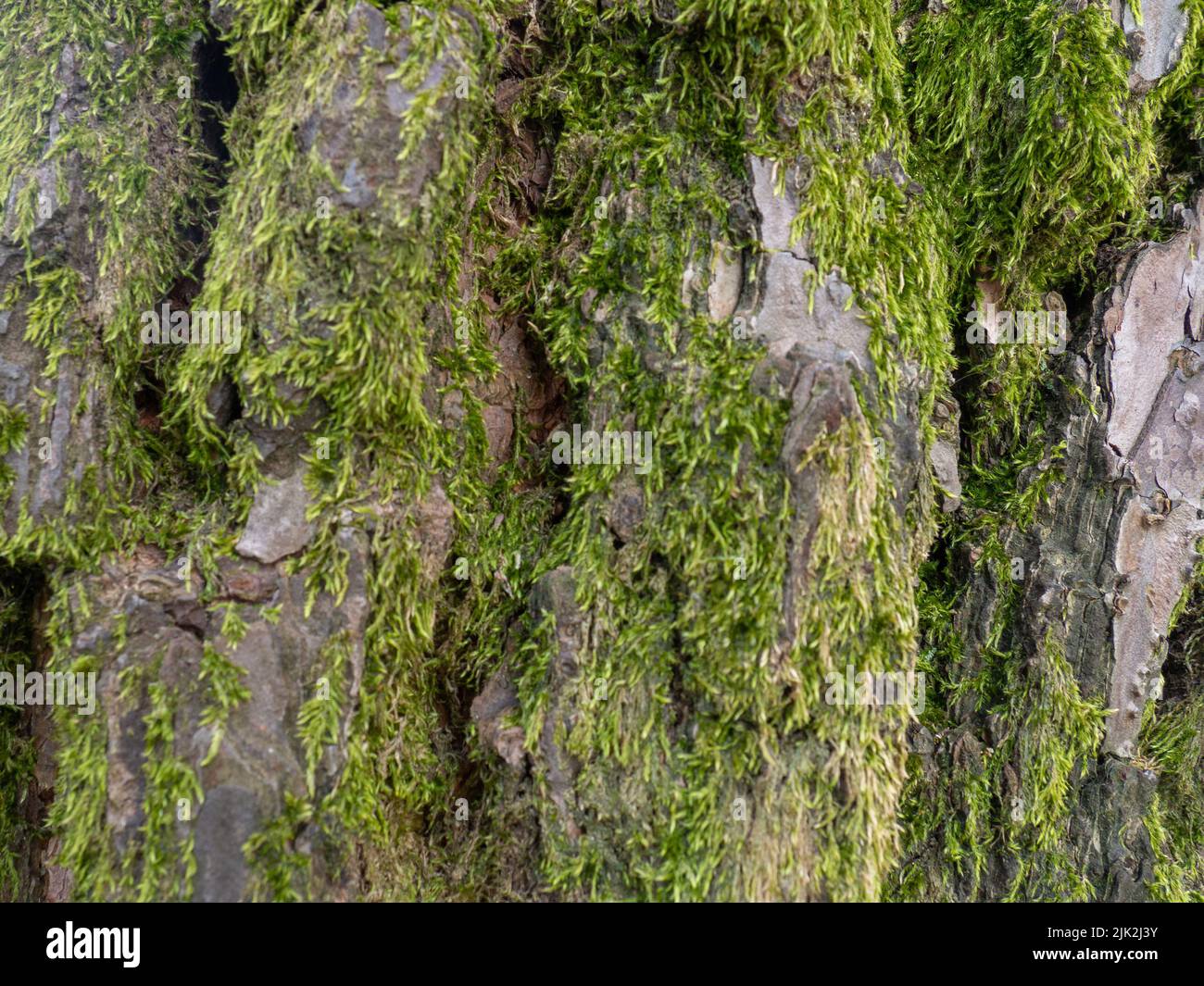 Structure of tree bark in moss. Uneven coverage. Moss on the tree ...