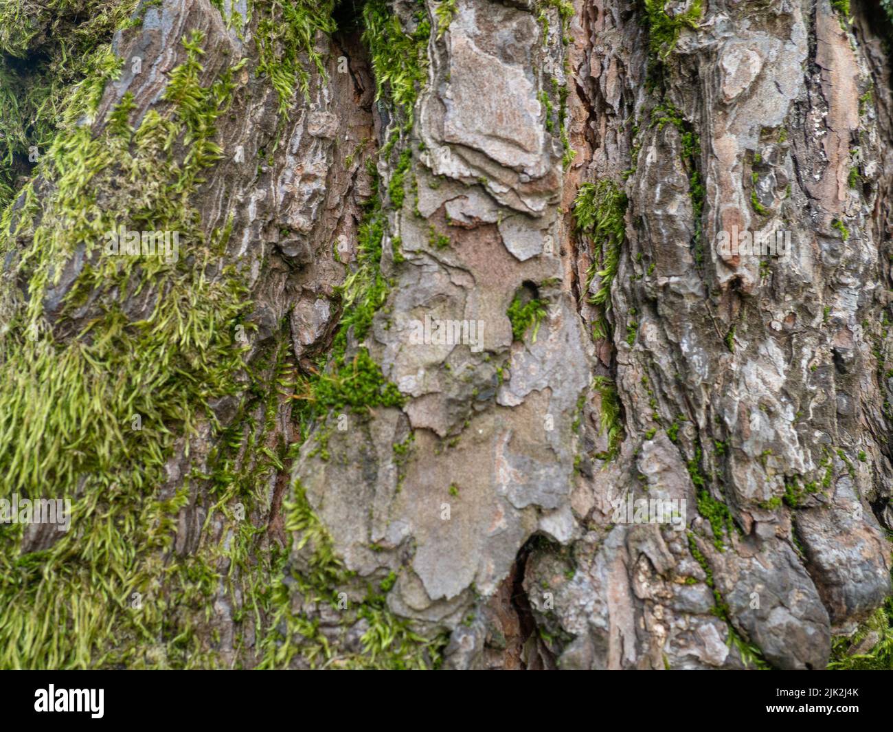 Structure of tree bark in moss. Uneven coverage. Moss on the tree ...