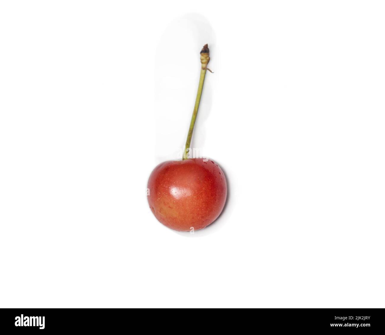 Red cherry. Ingredient for jam. Stem berry isolate. Several berries are ...