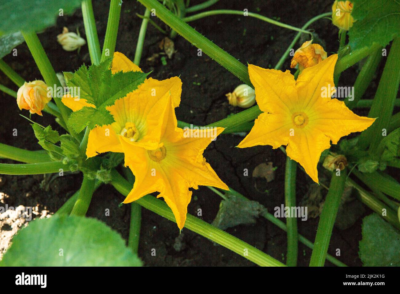 Zucchini grows in the garden and blooms with yellow flowers ...