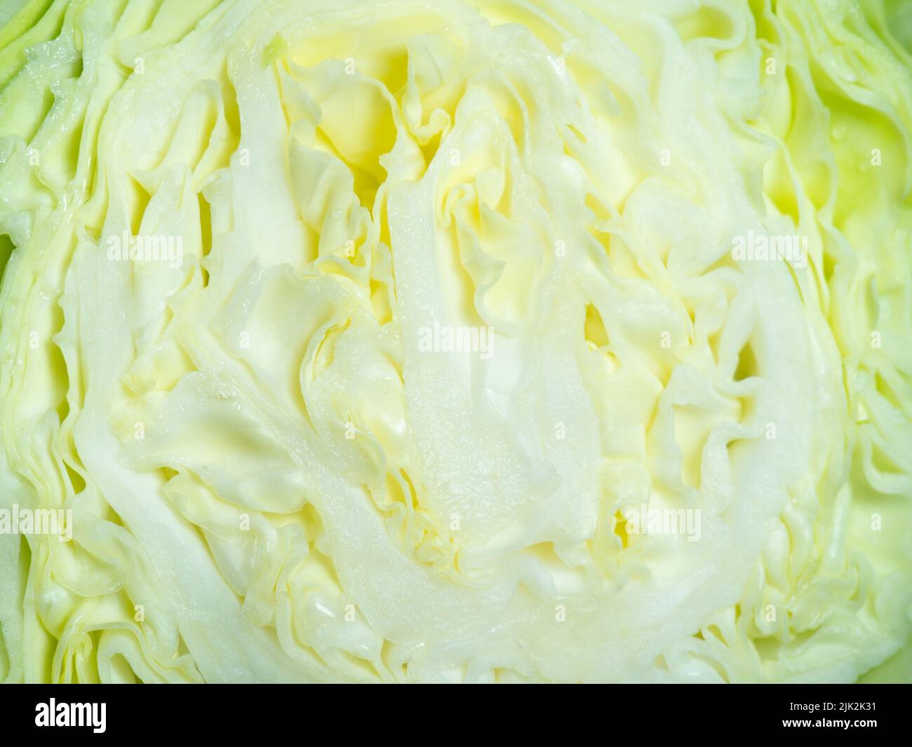 Section of white cabbage. A cut of a vegetable. Background from the ...