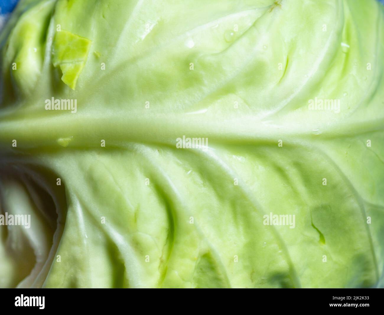 Section of white cabbage. A cut of a vegetable. Background from the ...